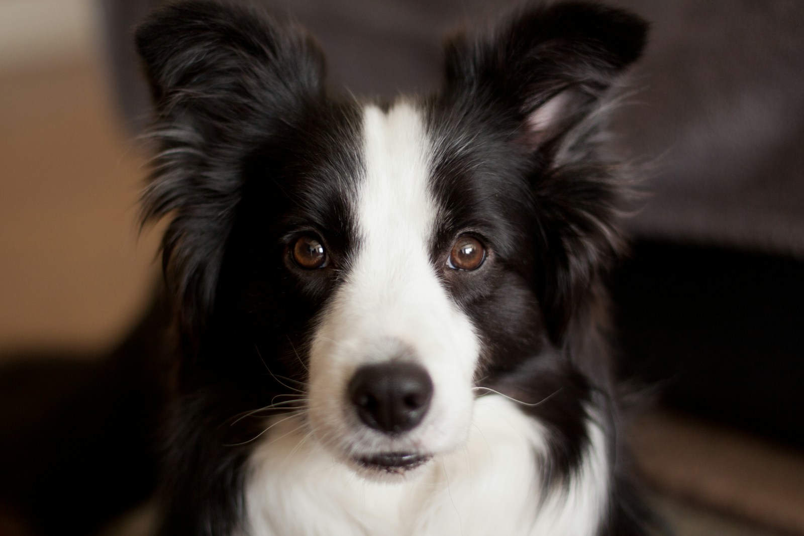 Border collie: características, personalidad e inteligencia - Perro.es