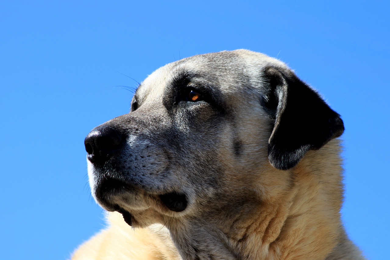 El kangal: perfil completo de una raza increíble - Perro.es