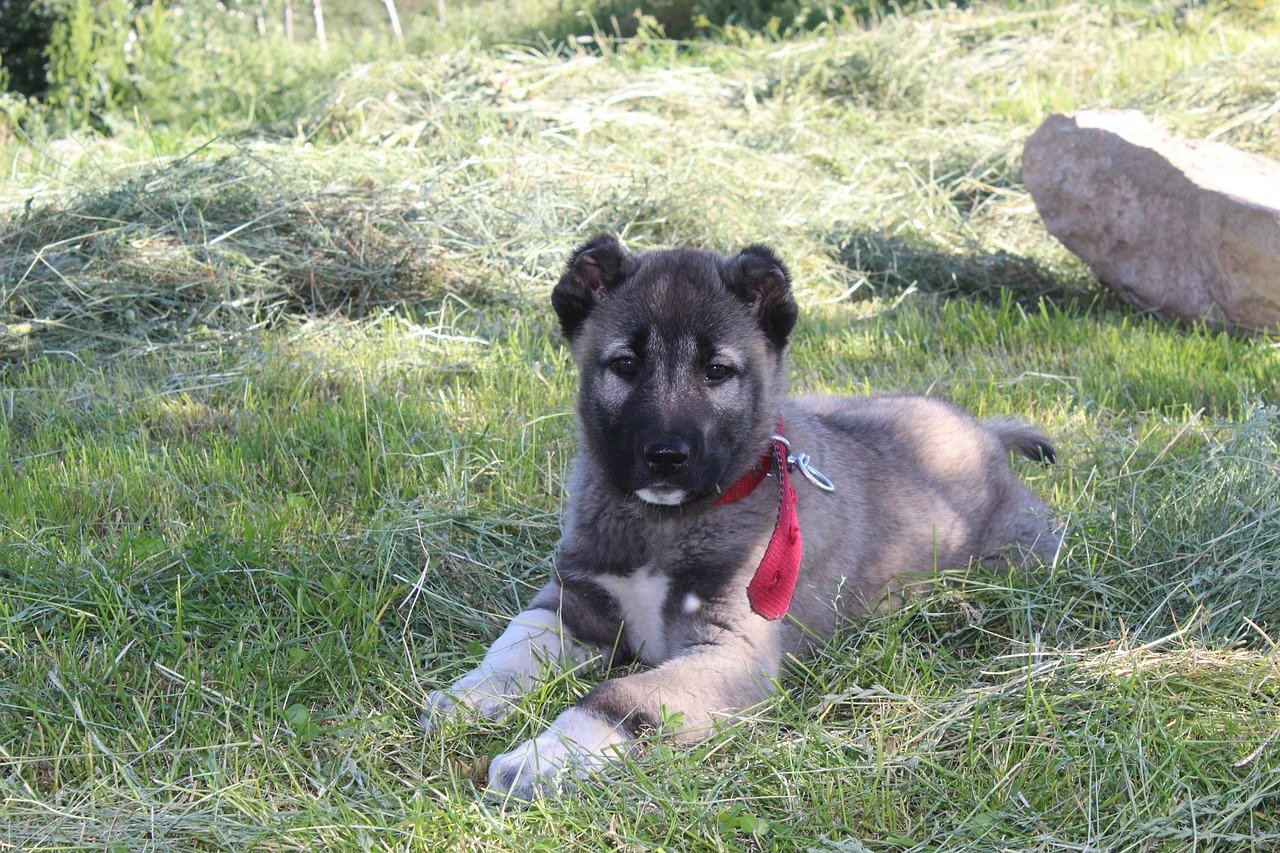 Abdul Bari Gozel Kurdo Kangal Perro II. ULUSLARARASI ZAZA TARİHİ VE