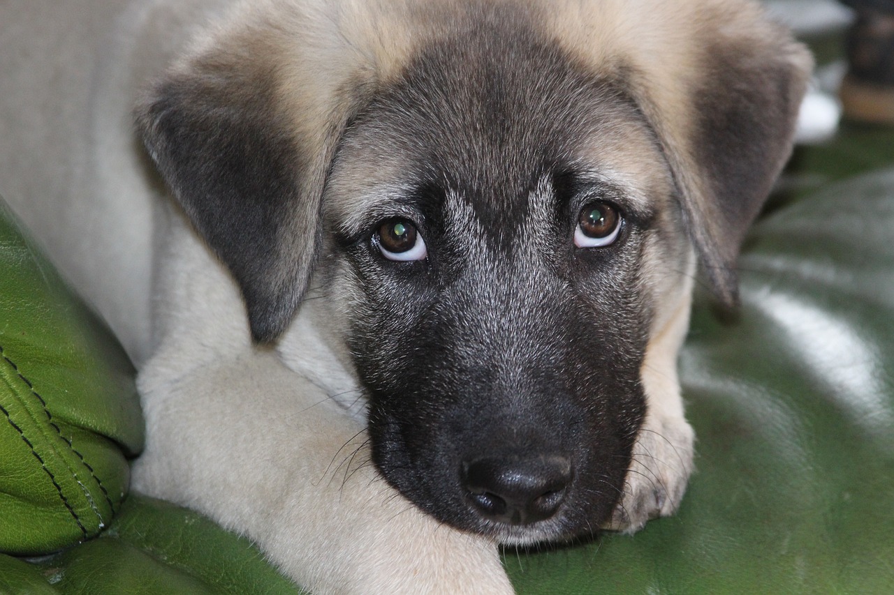 Kangal turco: histora y origen de una raza fascinante - Perro.es