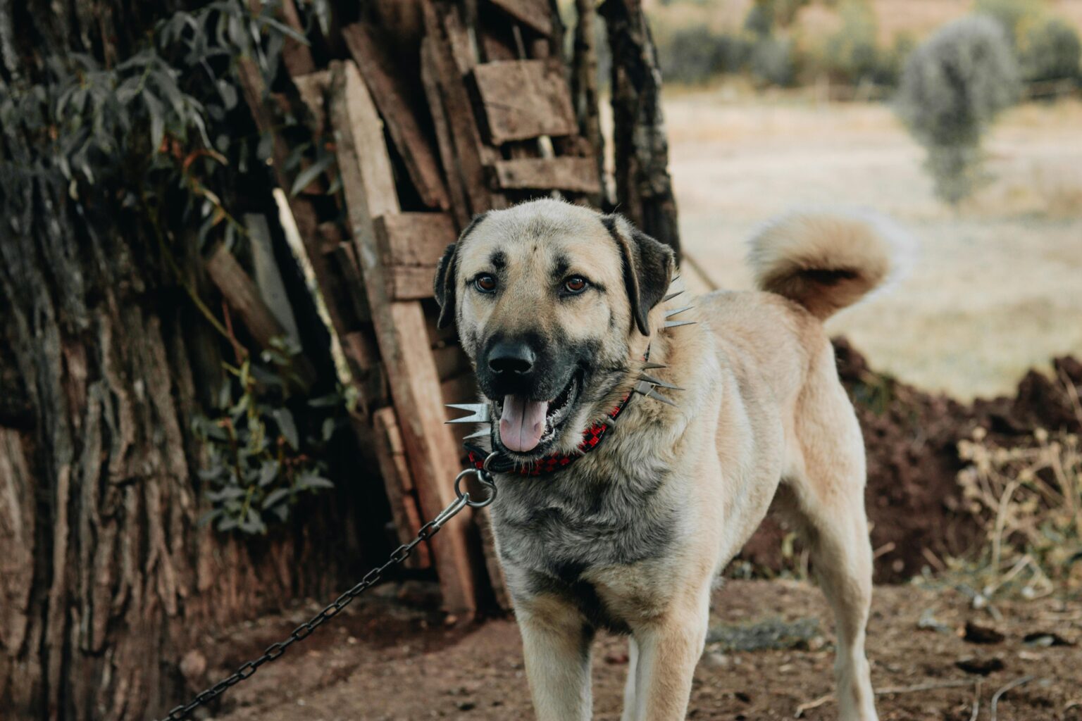 Kangal turco: histora y origen de una raza fascinante - Perro.es