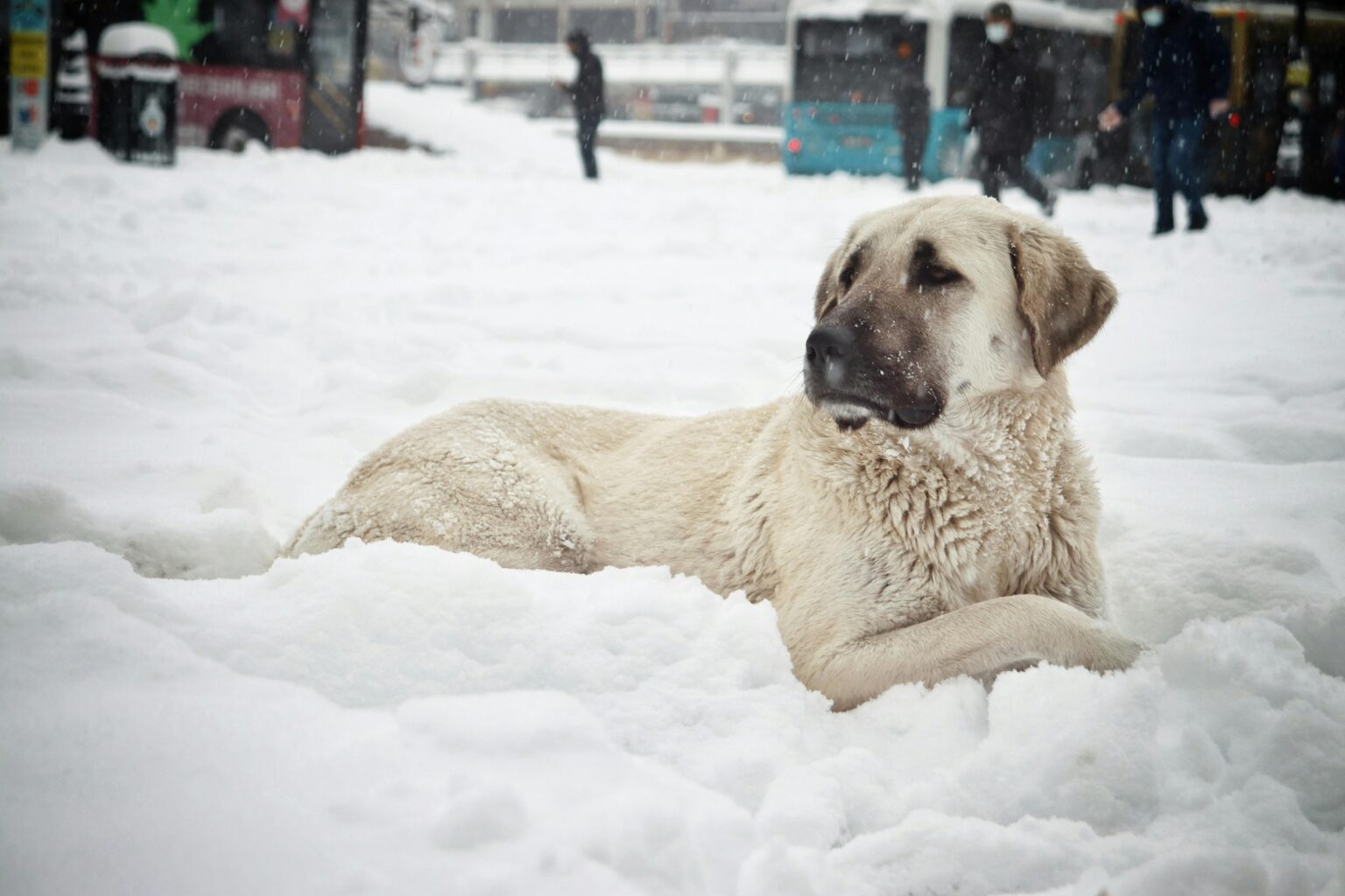 El kangal: perfil completo de una raza increíble - Perro.es