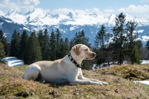 Labrador retriever: todo lo que debes saber - Perro.es